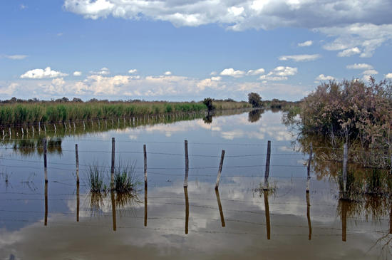 Marshy Landscape Camargue France Delta One Editorial Stock Photo ...