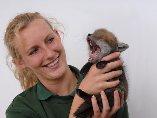 Giggle Fox Head Keeper Shannah Gill Editorial Stock Photo - Stock Image ...