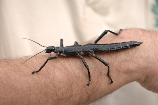 Lord Howe Island Stick Insect Lhisi Editorial Stock Photo - Stock Image ...
