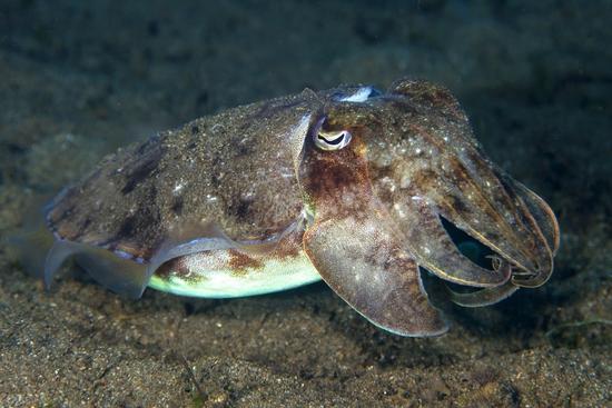 Needle Cuttlefish Sepia Aculeata Dumaguete Negros Editorial Stock Photo ...