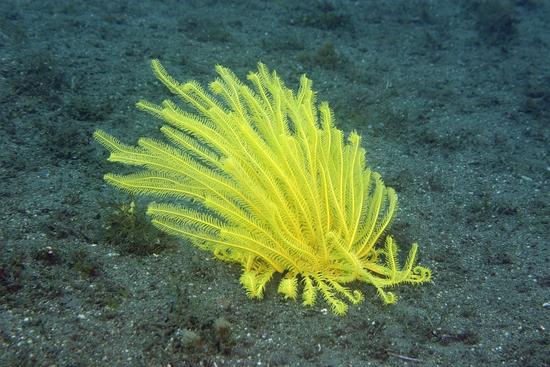 Yellow Feather Star Crinoid Alone Sand Editorial Stock Photo - Stock ...