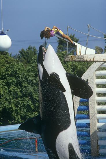 Captive Killer Whale Orcinus Orca Captive Editorial Stock Photo - Stock ...