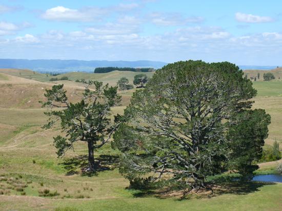 Lord Rings Party Tree Hobbiton Alexander Editorial Stock Photo - Stock ...