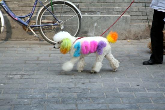 Dog Geared 2008 Olympics Photographed Hutong Editorial Stock Photo ...
