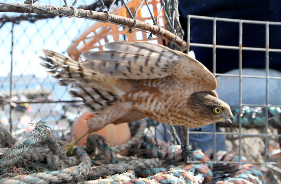 Sparrow Hawk Caught Lobster Pot Editorial Stock Photo - Stock Image ...