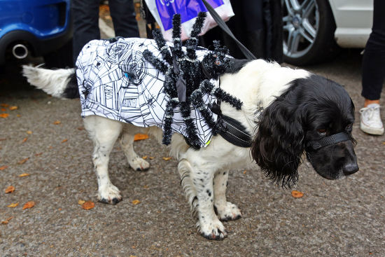 Ollie English Springer Spaniel Wearing Spider Editorial Stock Photo ...