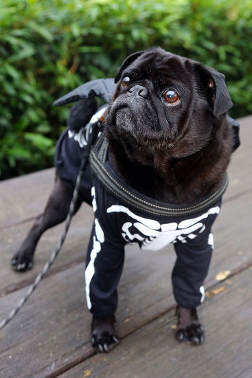 Odin Pug Dressed Skeleton His Halloween Editorial Stock Photo - Stock ...