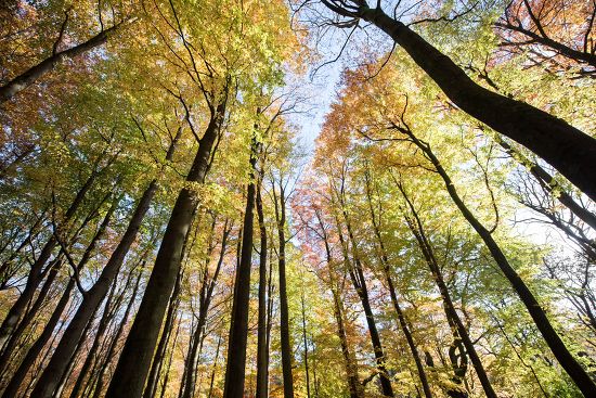 Vibrant Autumn Colours Tree Pollok Country Editorial Stock Photo ...