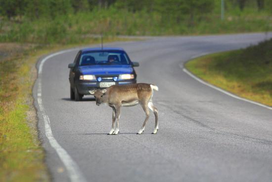 Reindeer Calf Front Car On Road Editorial Stock Photo - Stock Image ...