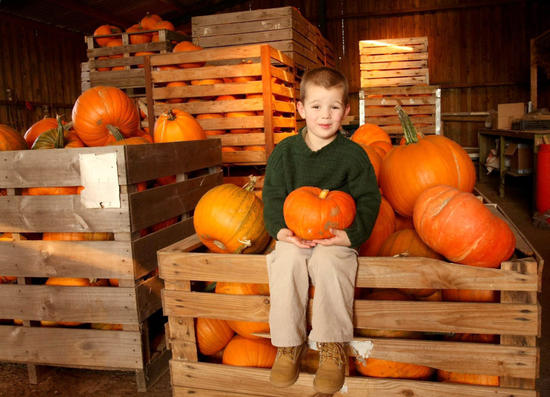 Dylan Collie 3 Among Crates Pumpkins Editorial Stock Photo - Stock ...