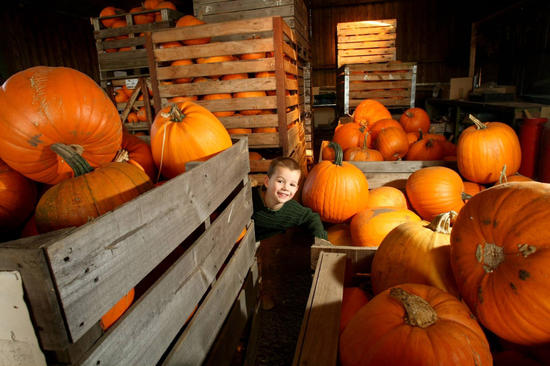 Dylan Collie 3 Among Crates Pumpkins Editorial Stock Photo - Stock ...