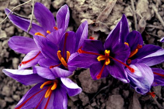Saffron Flowers Field Pampore Famous World Editorial Stock Photo ...