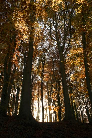 Sunlight Shining Through Autumn Beech Trees Editorial Stock Photo ...