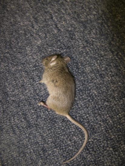 Dead Mouse Editorial Stock Photo - Stock Image | Shutterstock