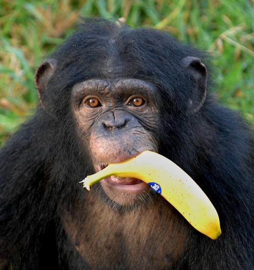 Chimp Banana His Mouth Editorial Stock Photo - Stock Image | Shutterstock