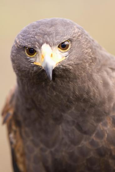 Harriss Hawk Harris Hawk Formerly Known Editorial Stock Photo - Stock ...