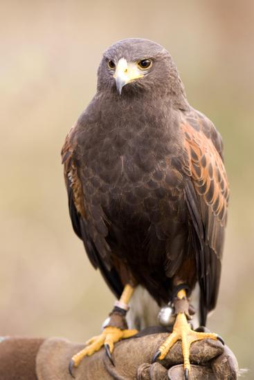Harriss Hawk Harris Hawk Formerly Known Editorial Stock Photo - Stock ...