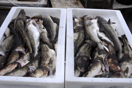 Cod 20 Kilo Boxes Kastrup Harbour Editorial Stock Photo - Stock Image ...