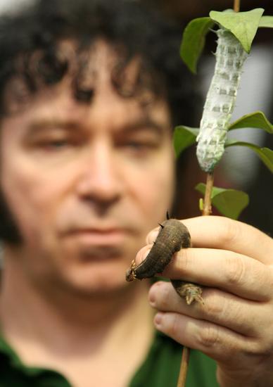 Keeper Mark Tansley Counting Stock Butterfly Editorial Stock Photo ...