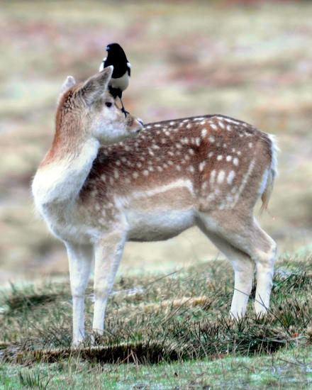 Magpie Sits On Head Fallow Deer Editorial Stock Photo - Stock Image ...