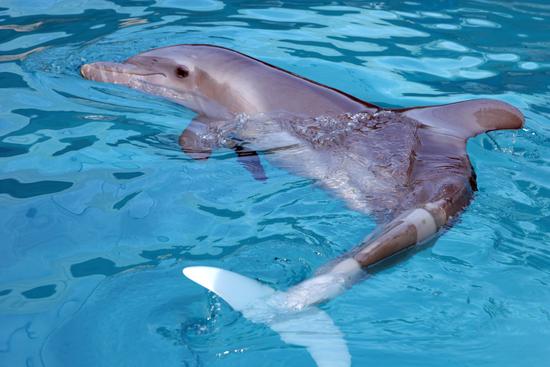 Winter Dolphin Wearing Prosthetic Tail Foto stock editorial - Imagem ...