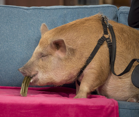 Penny Pampered Pig Editorial Stock Photo - Stock Image | Shutterstock