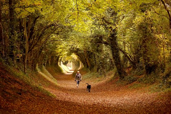 Couple Walk Through Tree Tunnel Editorial Stock Photo - Stock Image ...