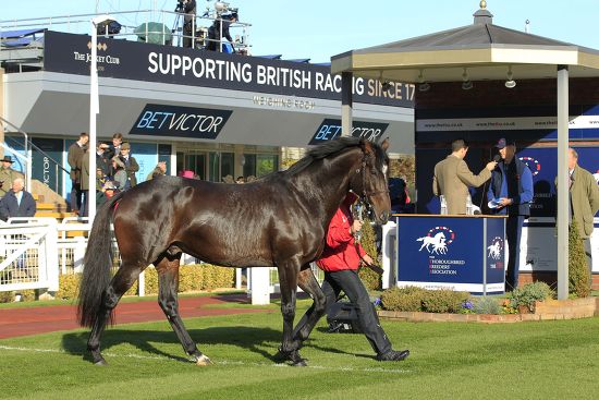 Telescope Parading Cheltenham During Tba Stallion Editorial Stock Photo ...