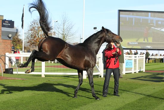 Telescope Looking Fresh During Tba Stallion Editorial Stock Photo ...