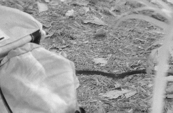 Snake Camp Editorial Stock Photo - Stock Image | Shutterstock