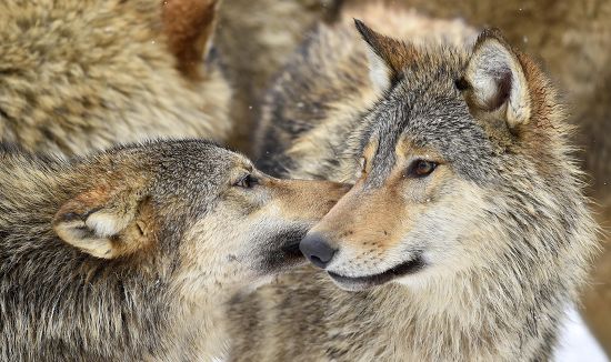 Eastern Wolves Eastern Timber Wolves Canis Editorial Stock Photo ...