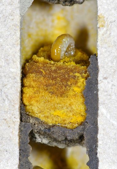 Larva Horned Mason Bee Osmia Cornuta Editorial Stock Photo - Stock ...