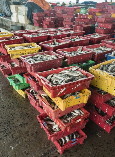 Freshly Caught Fish Boxes Harbor Nha Editorial Stock Photo - Stock ...