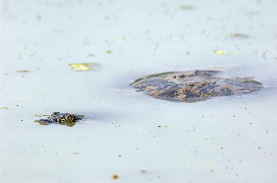 Indian Flapshell Turtle Lissemys Punctata Keoladeo Editorial Stock ...