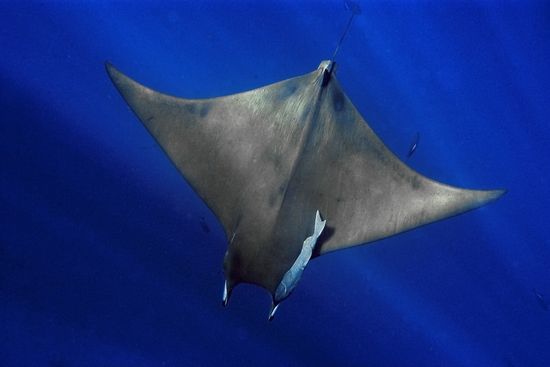 Mobula Ray Mobula Tarapacana St Peter Editorial Stock Photo - Stock ...