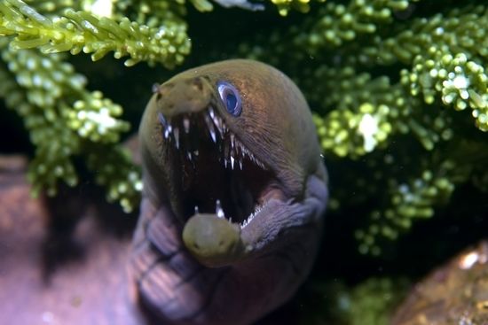 Viper Moray Mulatto Conger Enchelycore Nigricans Editorial Stock Photo ...