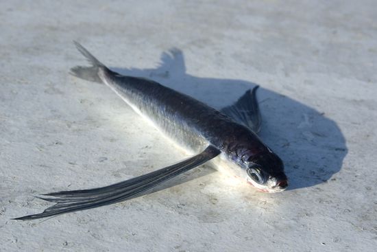 Flyingfish Cypselurus Cyanopterus St Peter St Editorial Stock Photo ...