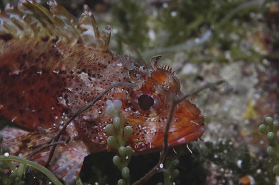 Small Rockfish Scorpaena Notata Resting Amidst Editorial Stock Photo ...