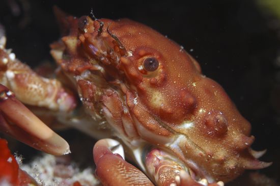 Red Ridged Clinging Crab Mithrax Forceps Editorial Stock Photo - Stock ...