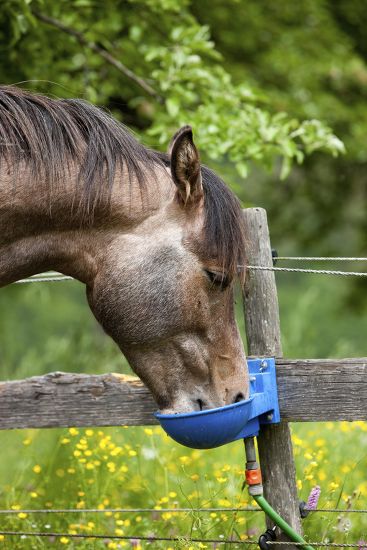 Arabian Stallion Roan Drinking Waterer Paddock Editorial Stock Photo ...