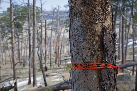 Dead Tree Result Forest Fire Devils Editorial Stock Photo - Stock Image ...