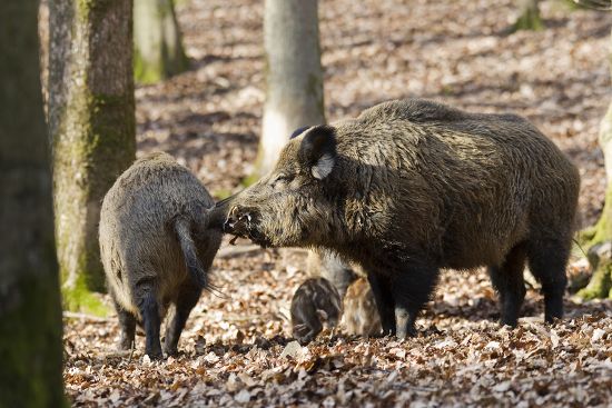 Wild Boar Sus Scrofa Tusker Sniffing Editorial Stock Photo - Stock ...