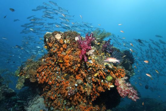 Large Coral Block Different Corals Bigeye Editorial Stock Photo - Stock ...