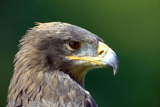 Steppe Eagle Aquila Nipalensis Adult Portrait Editorial Stock Photo ...