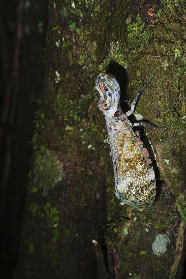 Lantern Fly Alligator Bug Fulgora Laternaria Editorial Stock Photo ...