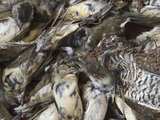 Seized Dead Birds Including Cuckoo Many Editorial Stock Photo - Stock ...