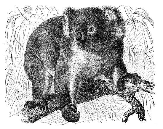 Historical Graphic Representation Koala Phascolarctos Cinereus ...