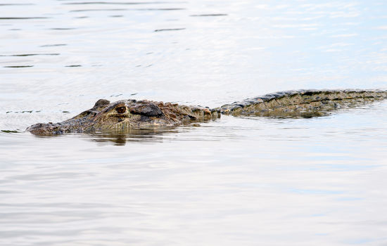 Caiman Editorial Stock Photo - Stock Image | Shutterstock