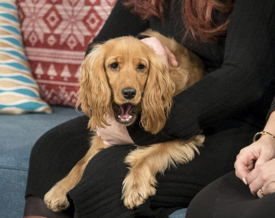 Wonky Wanda Dog On Wheels Editorial Stock Photo - Stock Image ...