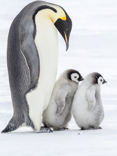 Emperor Penguins Rogers Second Trip Antarctica Editorial Stock Photo ...